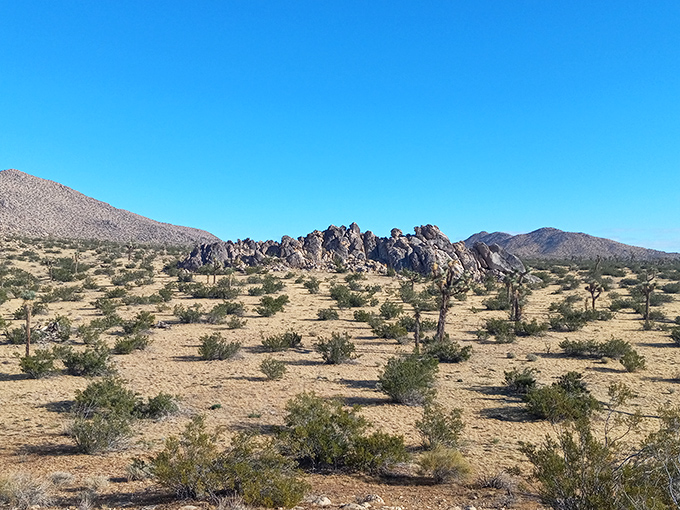 Joshua trees dot the landscape like nature's exclamation points, celebrating the raw beauty of a desert most people just drive through.