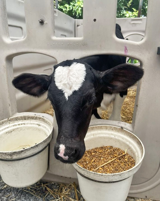 A heart-marked calf enjoying breakfast demonstrates why farm visits create more meaningful connections to food than any grocery store ever could.