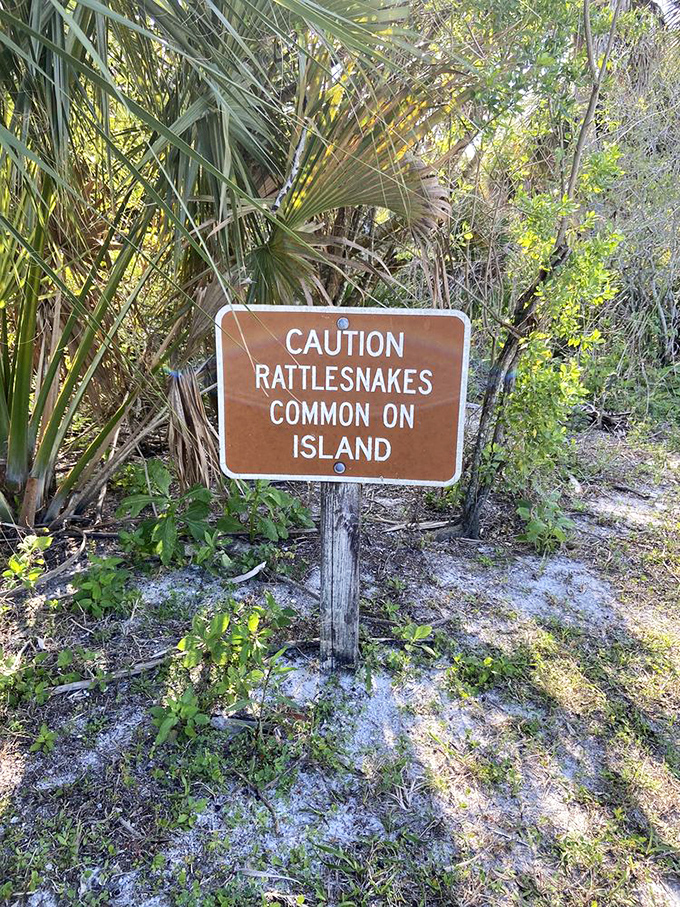 Nature's version of a "Beware of Dog" sign. Nothing adds excitement to a hike like knowing you're sharing the trail with Florida's slithery residents!