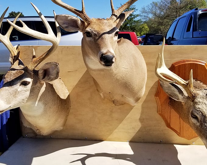 The ultimate conversation starters. These taxidermy deer mounts bring a touch of Pocono wilderness to man caves and hunting lodges across Pennsylvania.