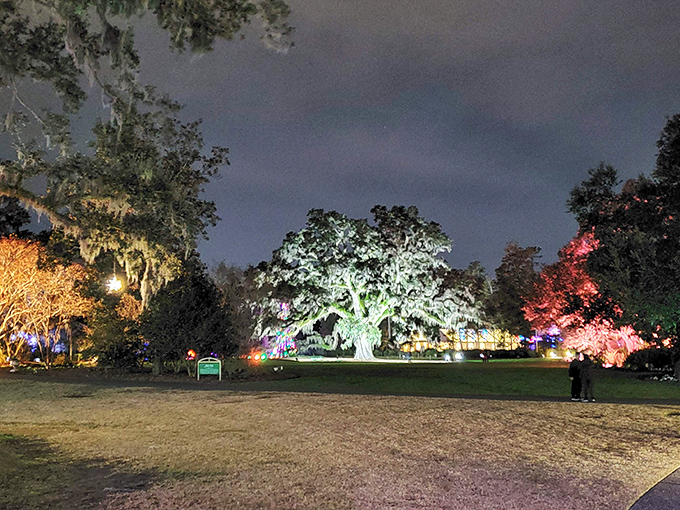 When darkness falls, Airlie transforms into an enchanted forest that would make even Disney Imagineers jealous—trees become sculptures of light during the holiday season.