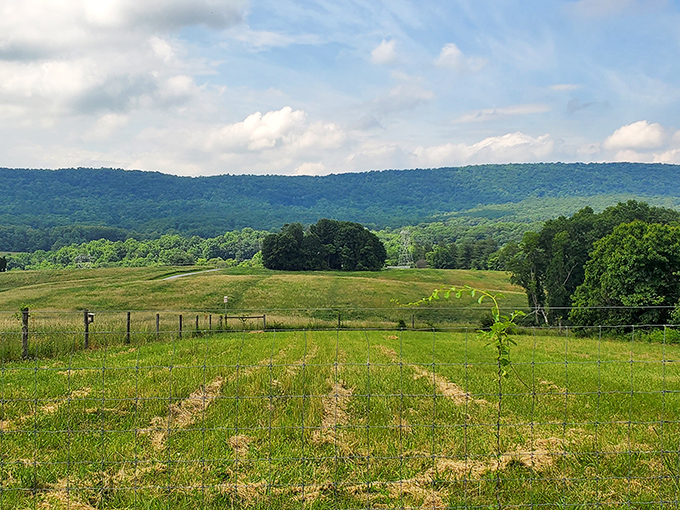 Beyond these fields lies a forested ridge that's been standing sentinel since before America was even a concept &ndash; talk about perspective.