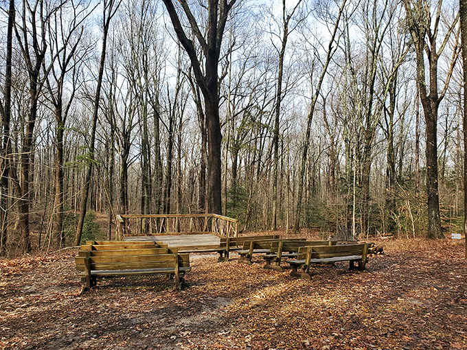 Nature's amphitheater, where fallen leaves serve as applause and birdsong provides the soundtrack to your woodland thoughts.