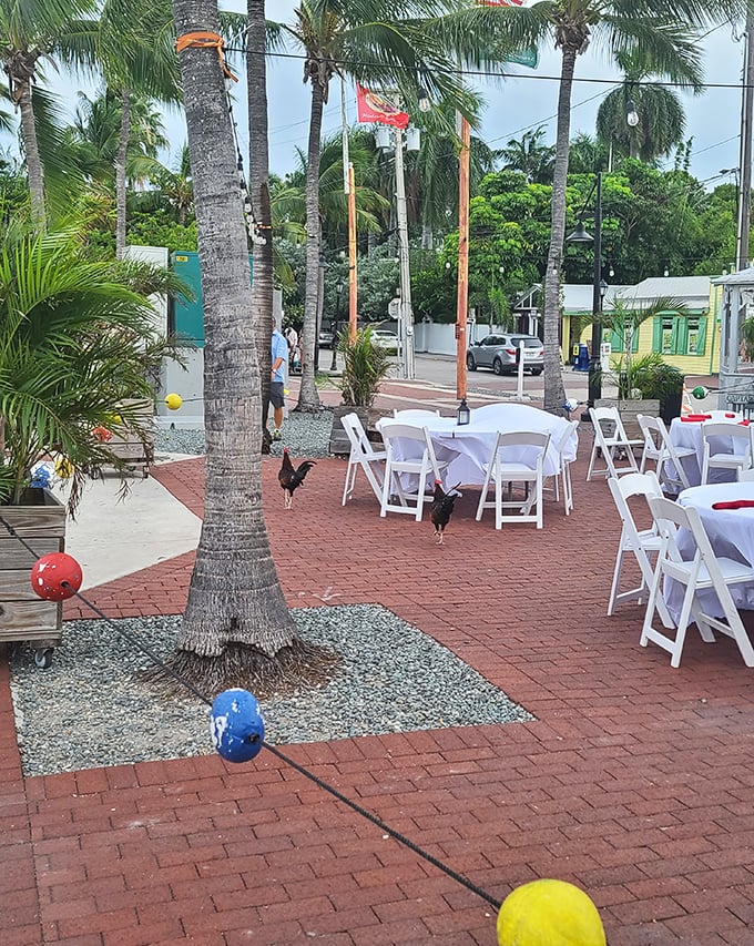 Dine where the breeze carries salt air and every meal comes with million-dollar water views.