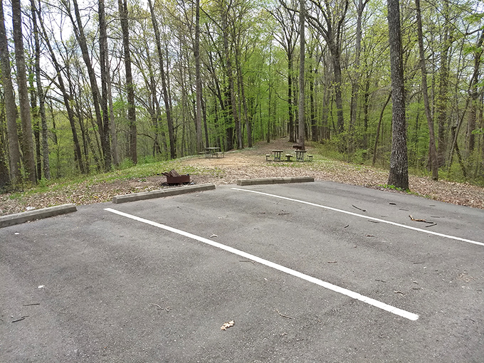 Parking with a view. Even the mundane becomes magical when surrounded by the awakening forest of early spring.
