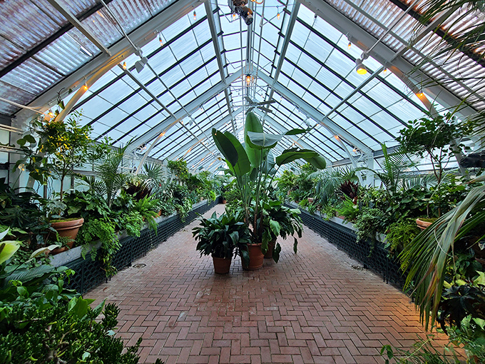The conservatory's soaring glass ceiling creates a cathedral of greenery. Sunlight streams through like botanical stained glass, blessing every plant with photosynthetic potential.
