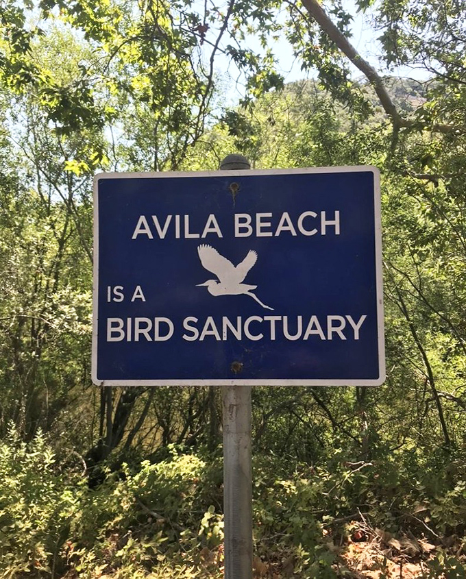 Even the wildlife gets special treatment in Avila Beach, where birds have their own sanctuary and humans are just grateful visitors.