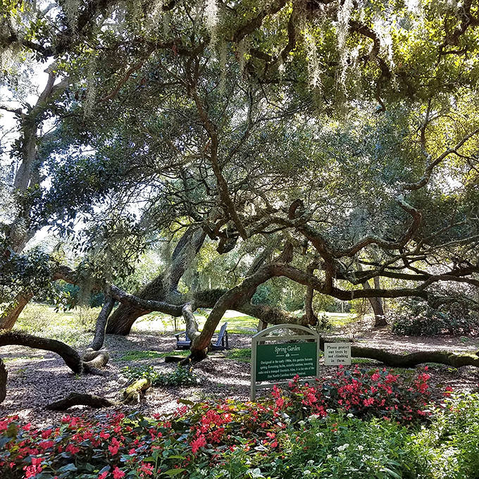 Ancient live oaks create natural archways where Spanish moss sways like nature's own wind chimes above vibrant azalea beds.