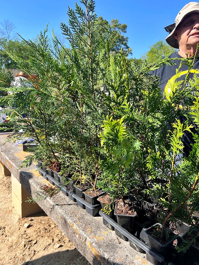 Young evergreens stand at attention, ready to transform barren yards into lush landscapes. The perfect green investment that literally grows with time!