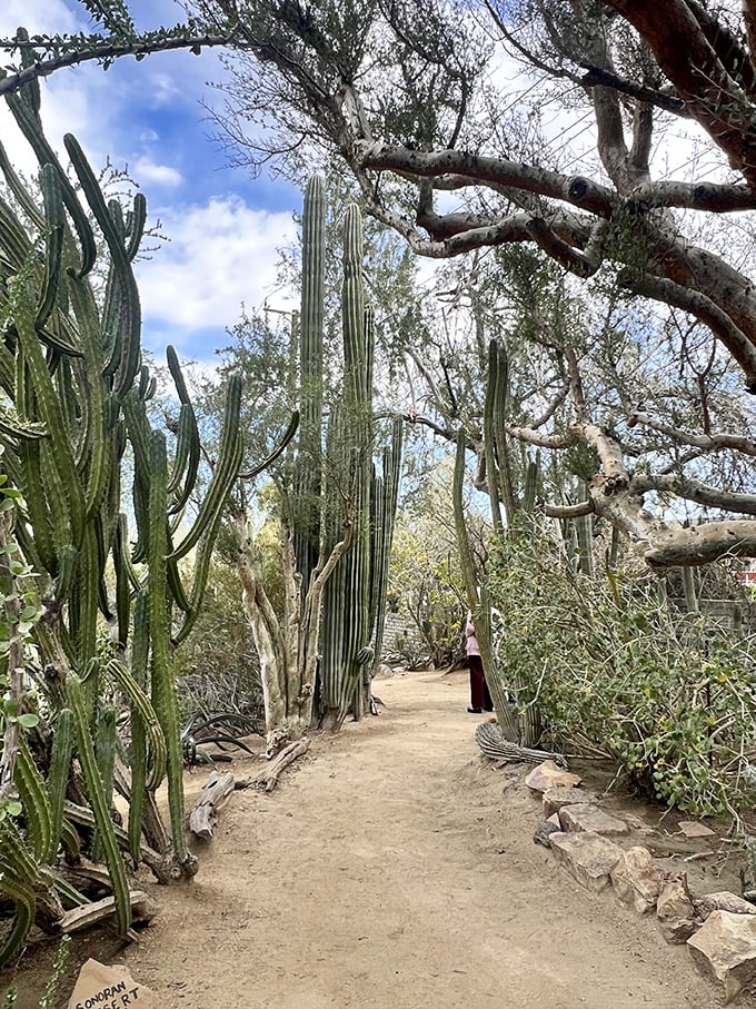 Towering cacti create nature's colonnade along sandy paths, like sentinels guarding secrets of desert survival for centuries.