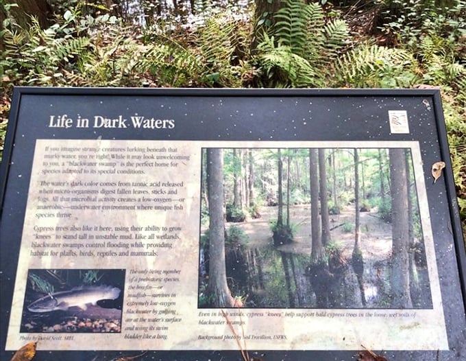 "Life in Dark Waters" - where the mysterious blackwater swamp supports an incredible diversity of specialized creatures.
