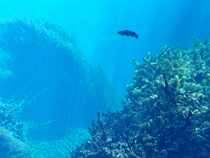 The underwater real estate market is booming! This subaquatic landscape reveals a whole different world just beneath the surface.
