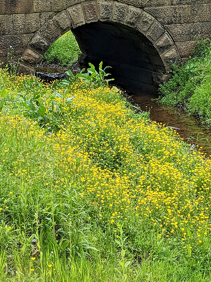Spring wildflowers carpet the forest floor better than anything you'll find at Home Depot.