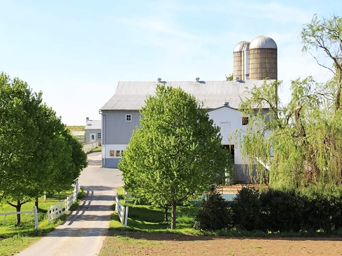 The classic white barn and twin silos at Beacon Hollow Farm stand like friendly sentinels. This is farmhouse porn at its finest!