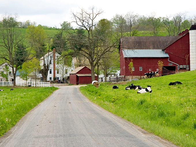 A country road leading to paradise. Red barns, white fences, and cows lounging like they're at a day spa. 