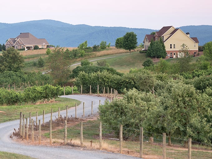 Winding roads and vineyard views! Ellijay's countryside unfolds like nature's quilt, with homes nestled among the Blue Ridge foothills like prizes in a treasure hunt.