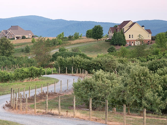 Rolling vineyards and mountain views create Ellijay's postcard-perfect landscape. Georgia's apple country at its most picturesque!