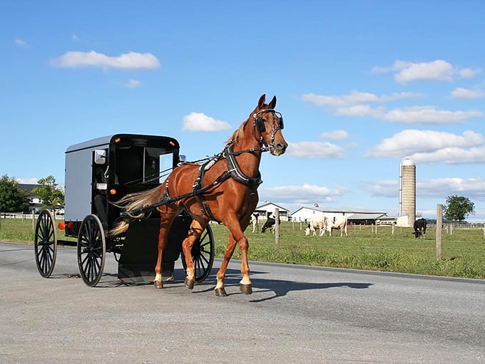 Time travel isn't just for sci-fi movies! This Lancaster buggy clip-clops through farmland like a scene from "Witness."