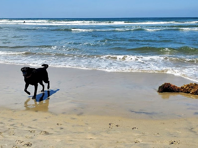 Black dog living its best beach life, racing through the shallow surf with pure joy. Who needs a surfboard when you've got four paws?