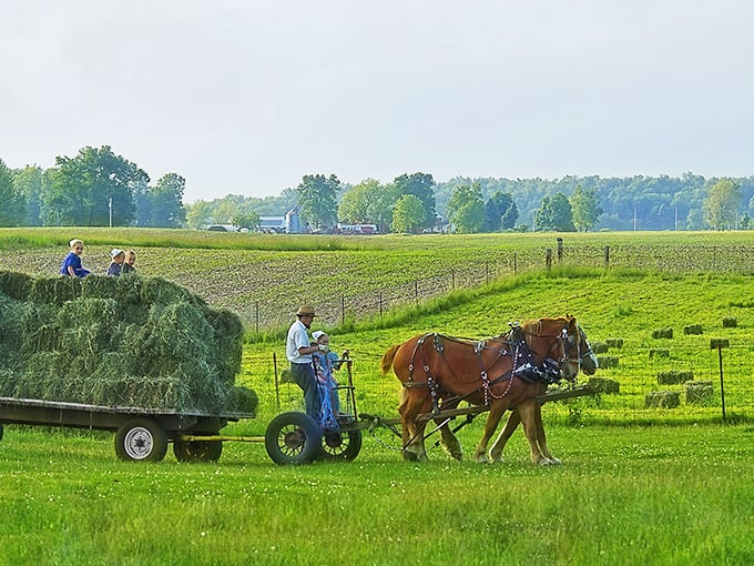 Horsepower with actual horses! This Amish farmer gathering hay is getting more done with two sturdy companions than most of us accomplish with 200 under the hood.