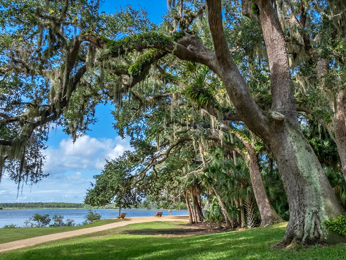 Those Spanish moss curtains? Nature's own chandelier, swaying like a Southern belle's dress at a garden party.