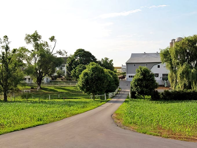 That tree-lined driveway practically whispers "slow down, you're on farm time now." City stress doesn't stand a chance here.