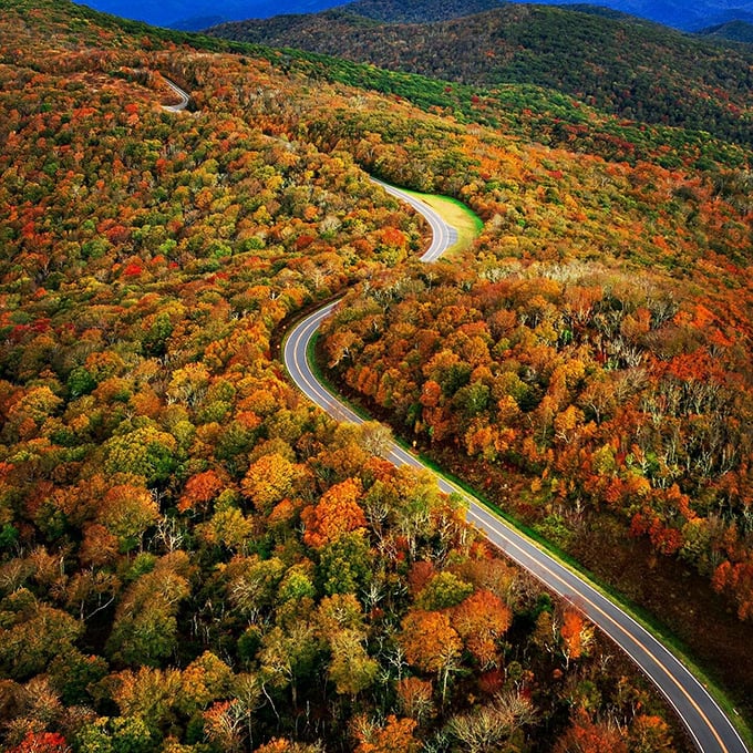 Nature's rollercoaster! The Cherohala Skyway curves through a kaleidoscope of fall colors that would make even Bob Ross reach for extra paint.