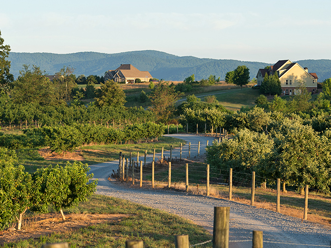Rows of apple trees stretch toward distant mountains in Ellijay. This orchard paradise is where Southern hospitality grows on trees!