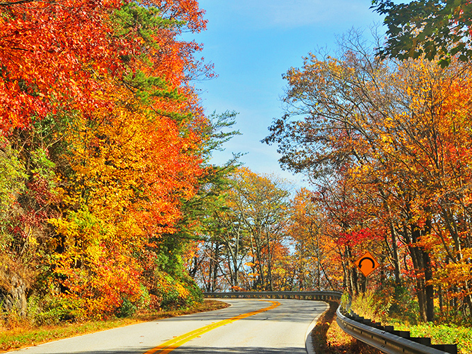 Autumn's golden tunnel beckons road-trippers along the winding Russell-Brasstown Byway. Like driving through a kaleidoscope of fall colors!