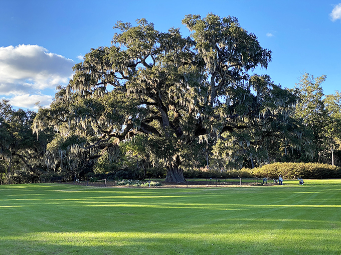 The majestic Airlie Oak stands sentinel over perfectly manicured lawns, its 500-year-old limbs telling stories that predate Columbus's adventures.