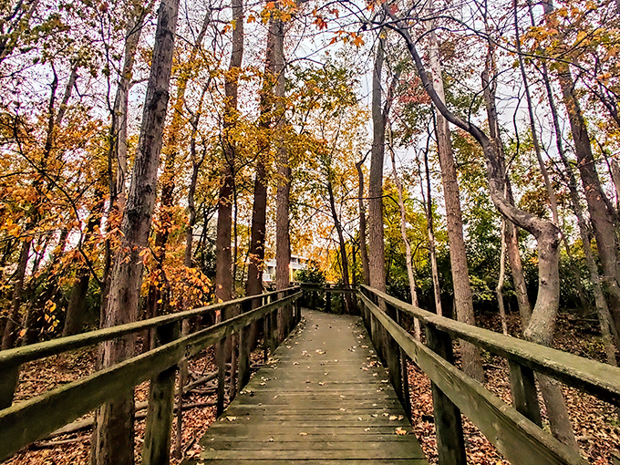 Fall's fiery palette creates a magical corridor along this wooden boardwalk. Walking here feels like stepping into a painting that changes with every season.