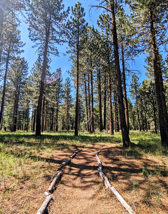 Nature's cathedral awaits just steps from town, where towering pines create the perfect sanctuary for forest bathing and quiet contemplation.