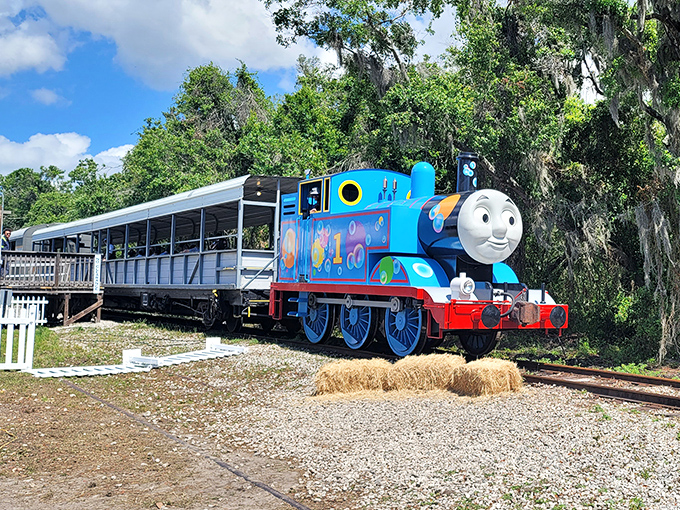 Thomas the Tank Engine brings childhood nostalgia to life in vibrant blue. Even adults can't help but smile at this familiar face from bedtime stories.