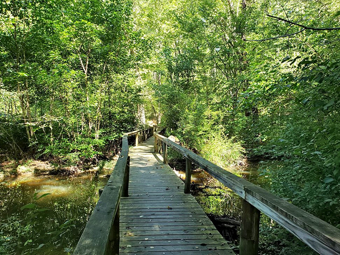 Mother Nature's hallway: this wooden boardwalk invites you to stroll through a cathedral of greenery, where sunlight filters through leaves like stained glass.