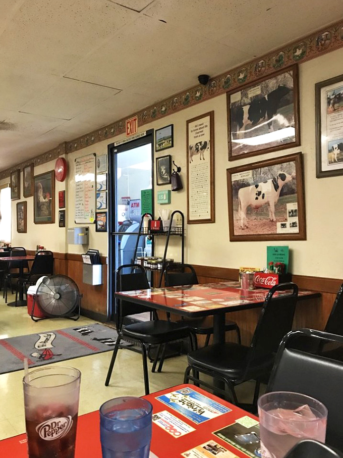 Cow photos and aviation memorabilia create the perfect backdrop for comfort food conversations. This isn't designer decor &ndash; it's authentic diner soul.