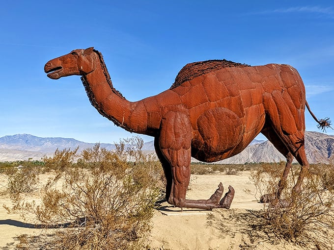 This rusty dromedary doesn't need water breaks on its eternal journey across Borrego Springs. Desert transportation, prehistoric edition!