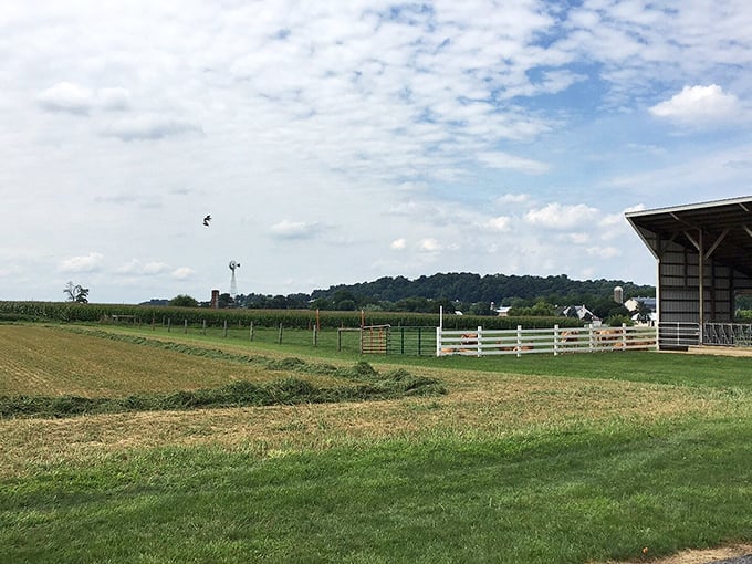 Rolling farmland stretches toward the horizon, a patchwork quilt of fields that produce the ingredients for New Holland's farm-to-table feasts.