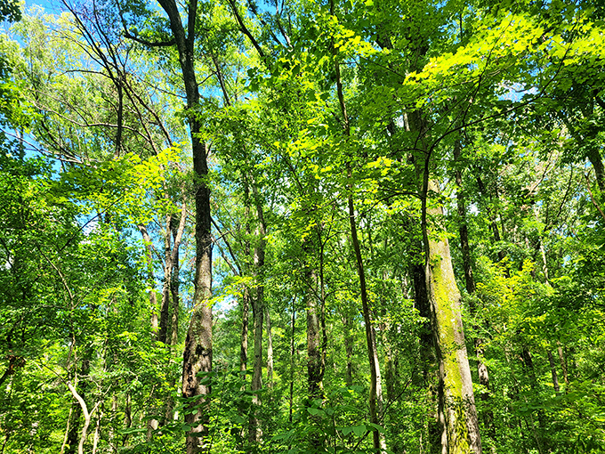 Summer's emerald explosion transforms the forest into a cathedral of green, where sunlight filters through leaves like stained glass windows.