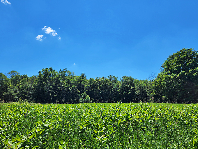 Nature's reset button comes in the form of open meadows where your only responsibility is watching clouds shape-shift across Pennsylvania's impossibly blue skies.