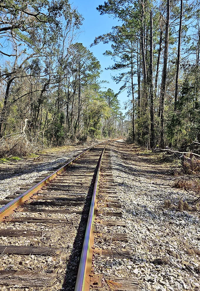 Nature slowly reclaims these abandoned tracks where lumber-laden trains once thundered through the heart of Ellaville's booming economy.