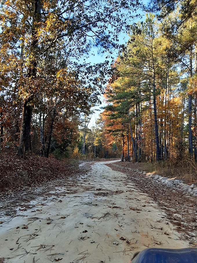 Fall's paintbrush transforms this sandy trail into a golden pathway. Mother Nature showing off her autumn portfolio!