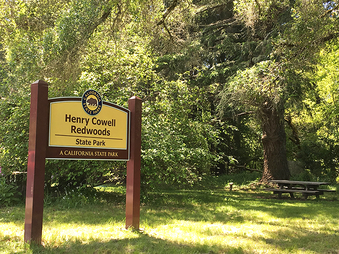 The gateway to giants! This unassuming sign doesn't prepare you for the jaw-dropping forest cathedral waiting just beyond those sun-dappled trees.
