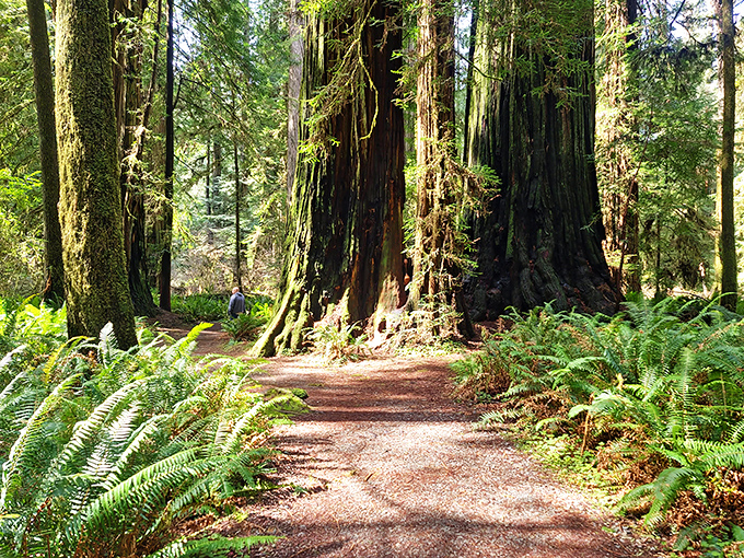 Nature's cathedral awaits on the Simpson Reed Trail, where sunlight filters through redwood columns and ferns carpet the forest floor in emerald velvet.