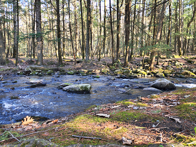 Nature's own meditation app: the gentle babble of Honey Creek flowing over ancient stones that have witnessed centuries pass by.
