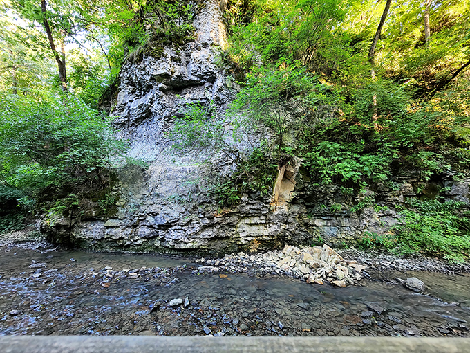 When the water recedes, the creek reveals its rocky personality. These smooth stones have been nature's art project for centuries, polished by persistent waters.