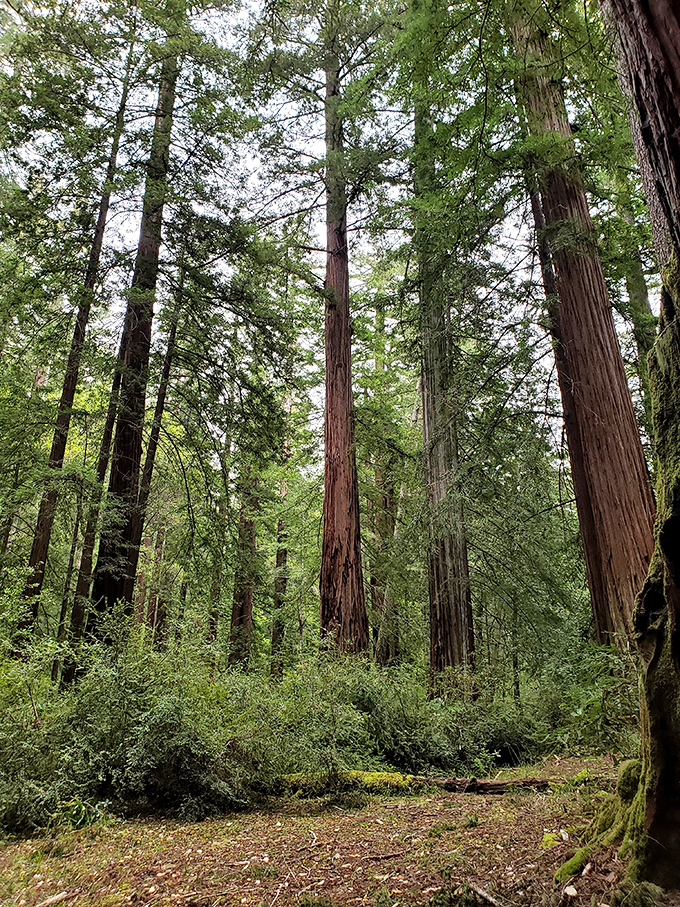Looking up at these ancient giants is like time travel without the jetlag. Some of these trees were already old when Shakespeare was just picking up his quill.