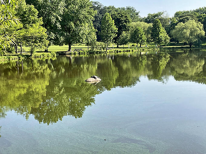A lone turtle sunbathes on its private island, surrounded by a perfect reflection of Delaware greenery. Real estate with a view!