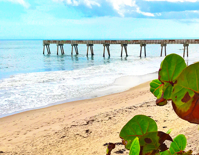 The wooden pier stretches into the Atlantic like nature's runway, inviting you to walk out and greet the horizon. Sea grape leaves frame this quintessential Florida postcard moment.