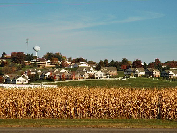 Autumn's golden touch transforms cornfields into nature's own tapestry, where modern homes and ancient agricultural practices coexist in surprising harmony.