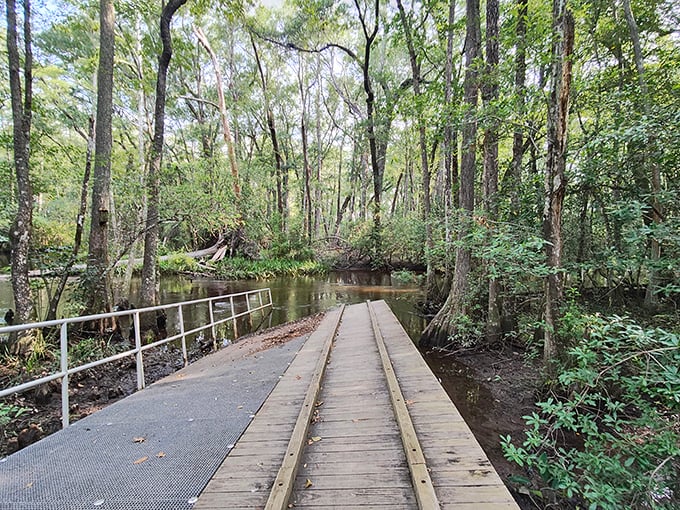 This wooden boardwalk isn't just a path&mdash;it's a front-row ticket to nature's greatest show, complete with a soundtrack of chirping birds and rustling leaves.